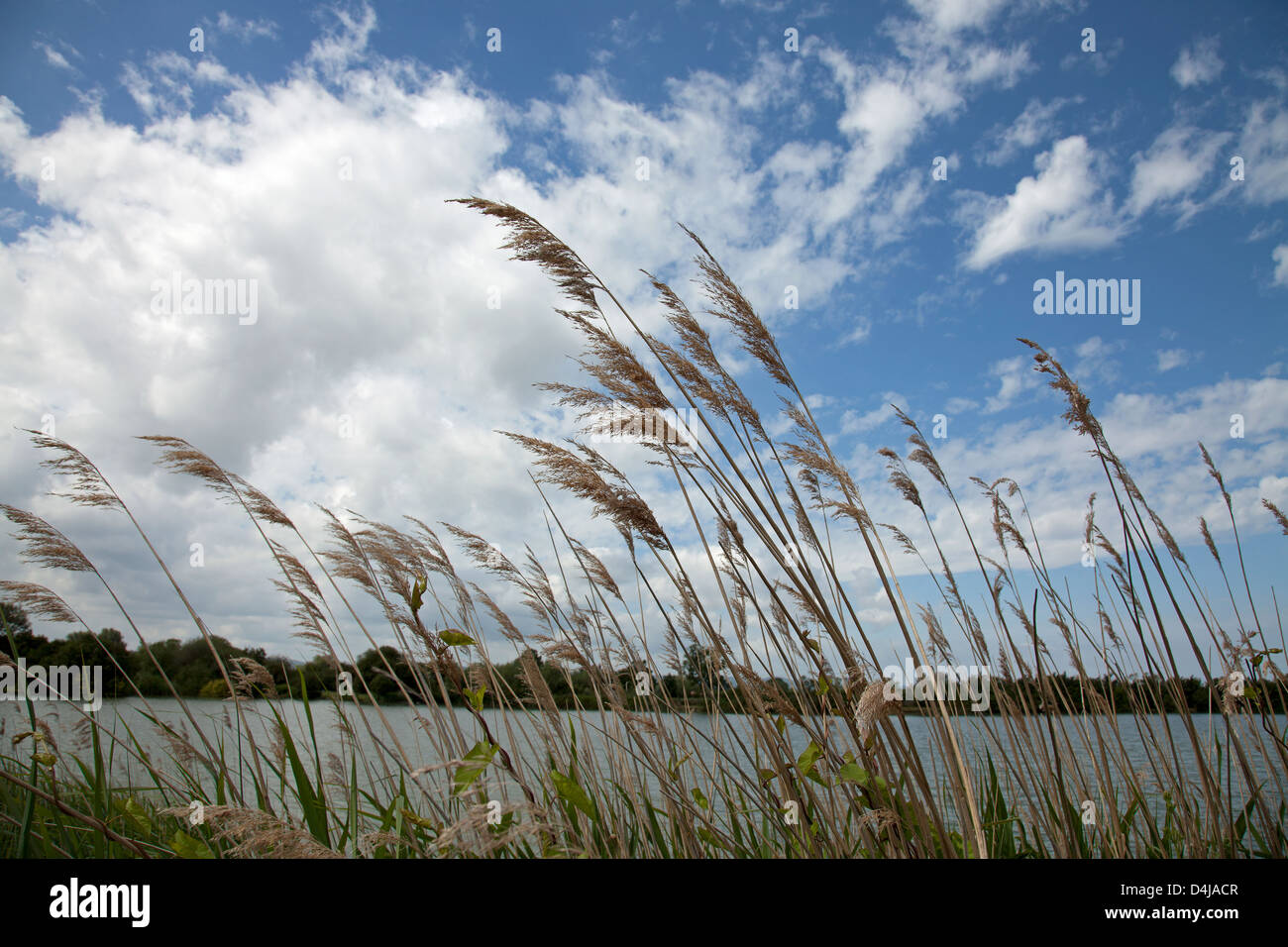 Reeds bending in wind hi-res stock photography and images - Alamy