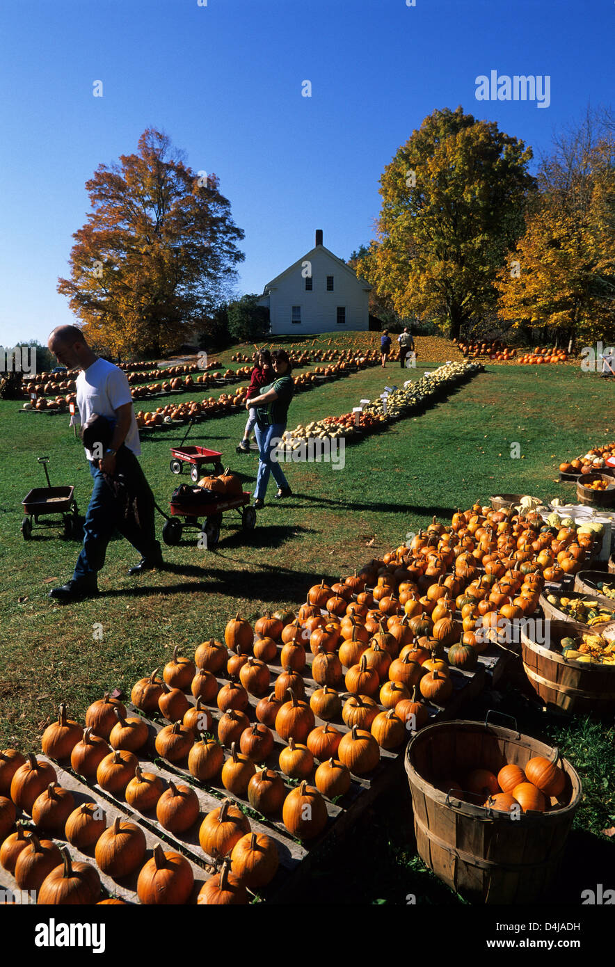 Elk280-1666v Vermont, Pownal, pumpkin patch store Stock Photo - Alamy