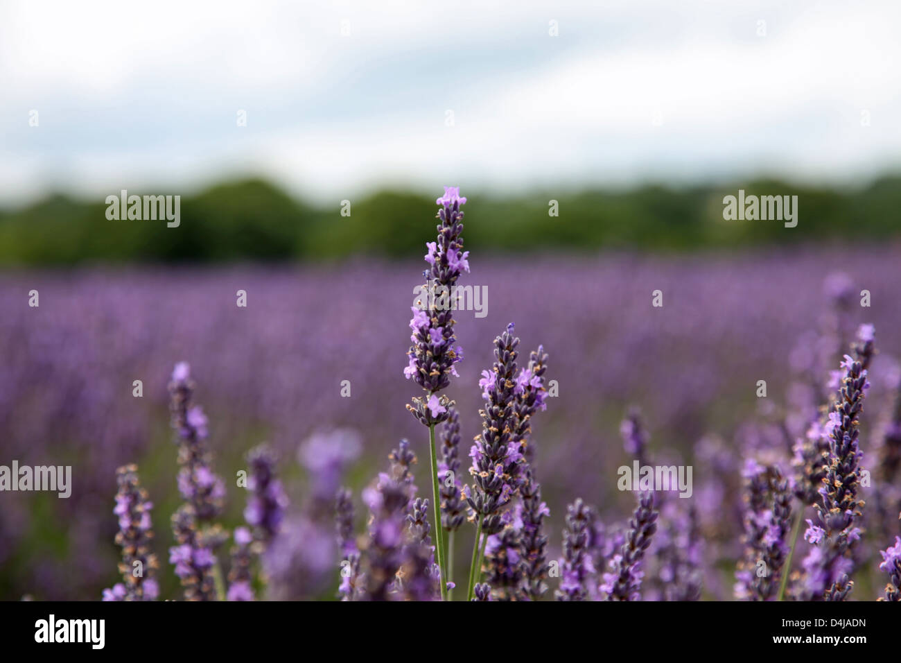 Head of Lavender Stock Photo - Alamy