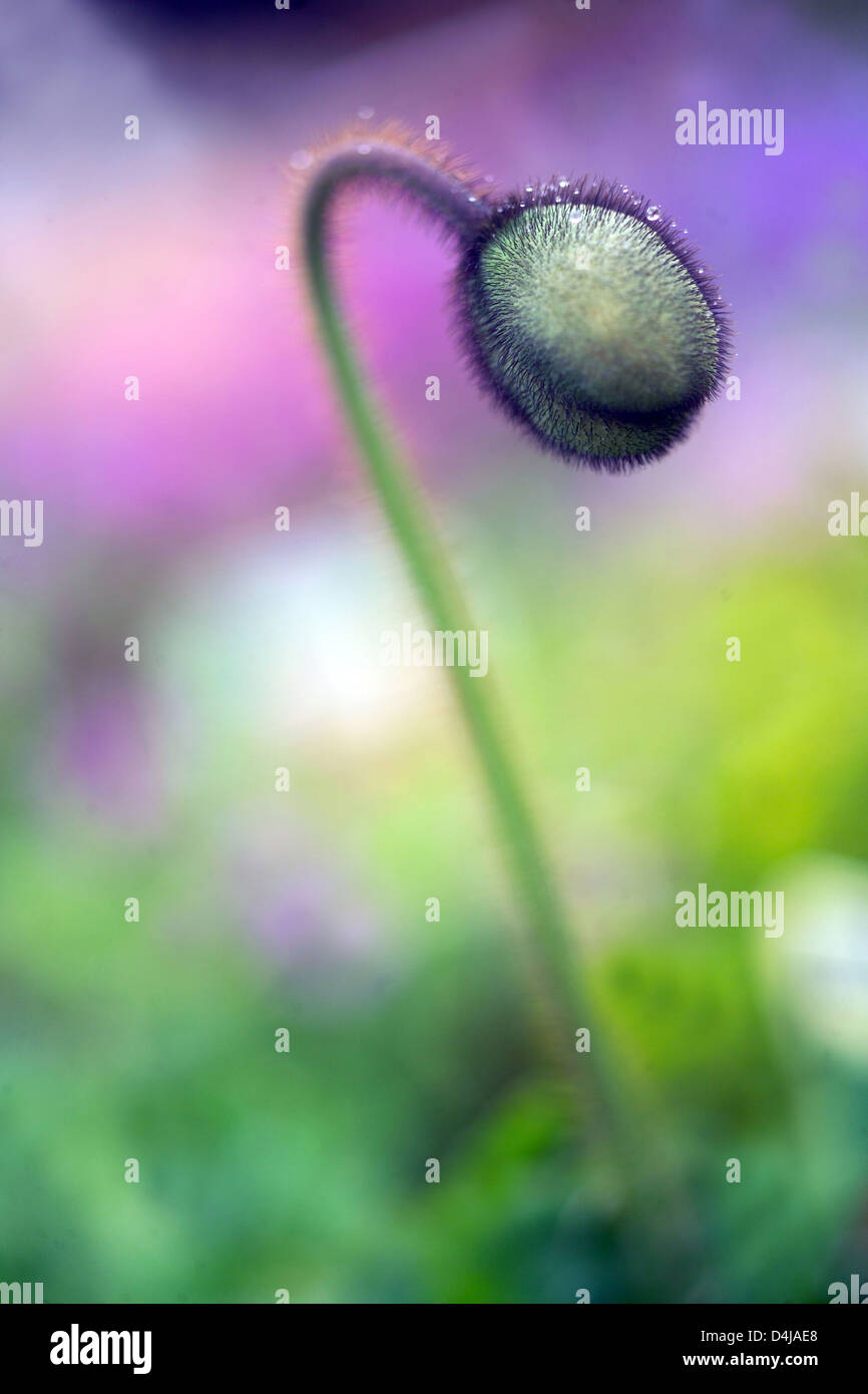 Poppy bulb hi-res stock photography and images - Alamy