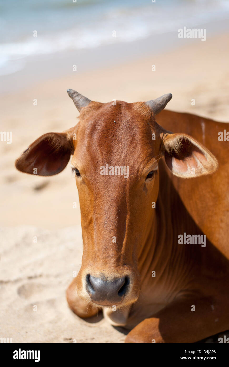Brown cow on an beach in India Stock Photo - Alamy