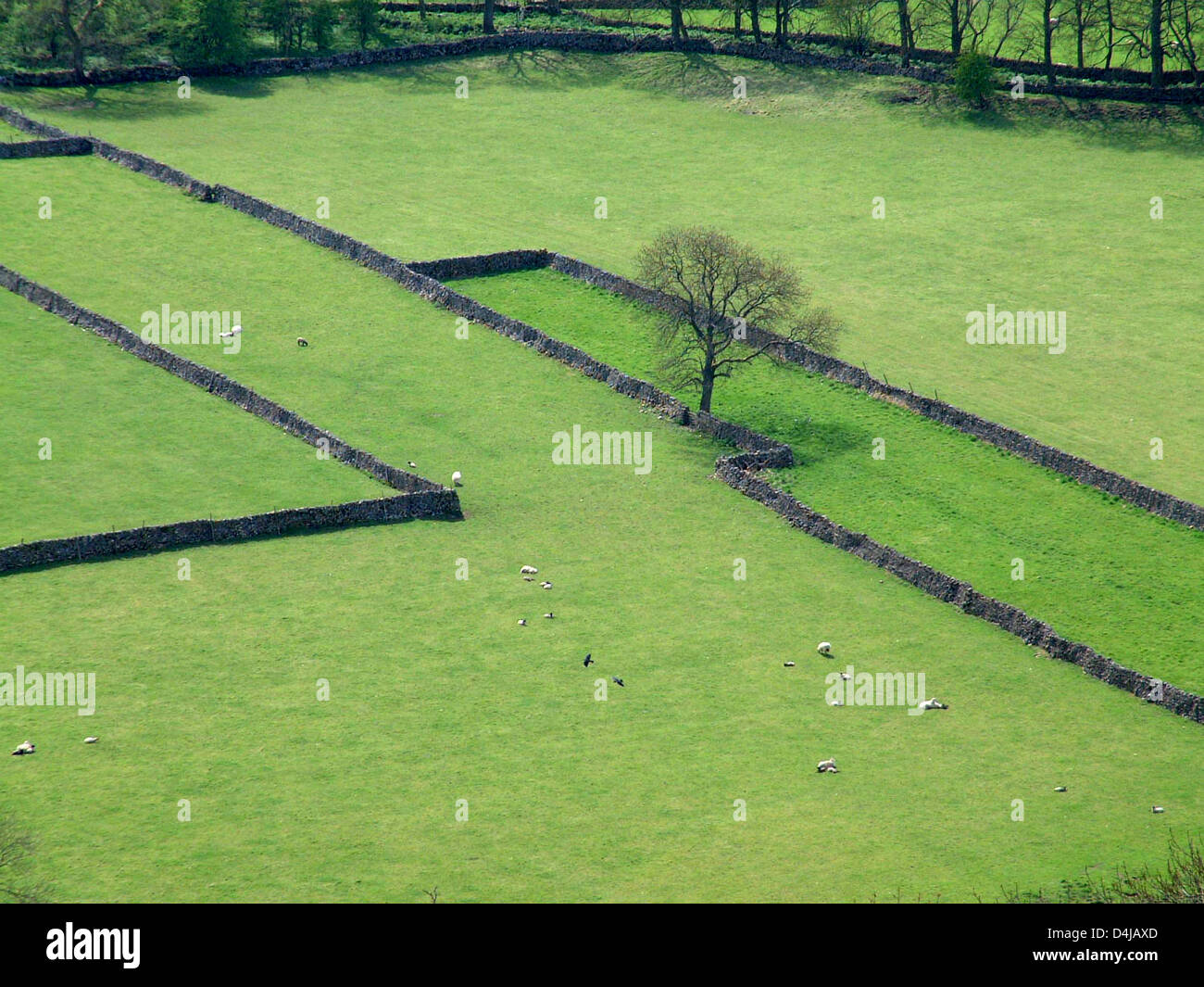 Fields in Wharfedale, Yorkshire Dales Stock Photo - Alamy