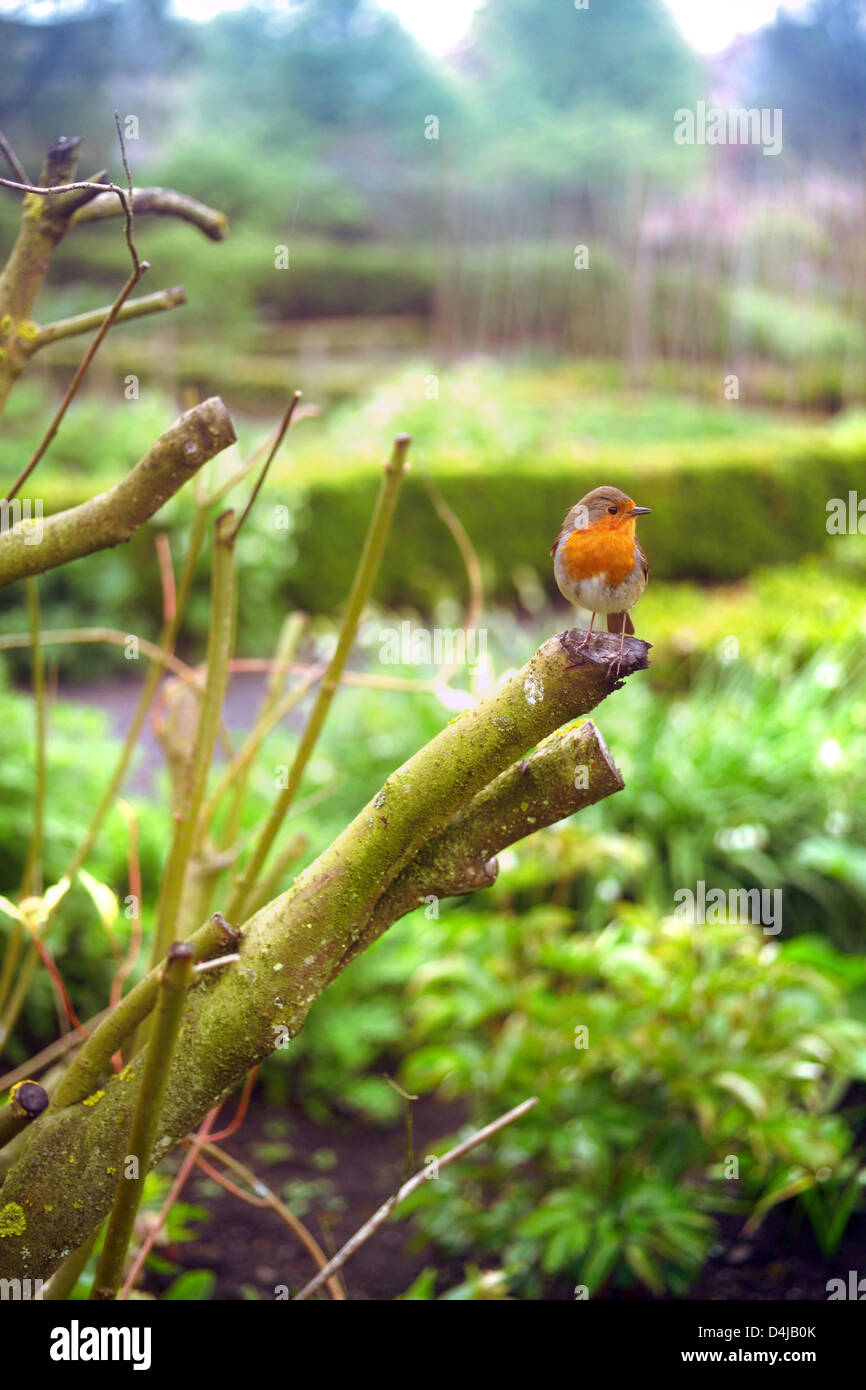 Red robin flying hi-res stock photography and images - Alamy