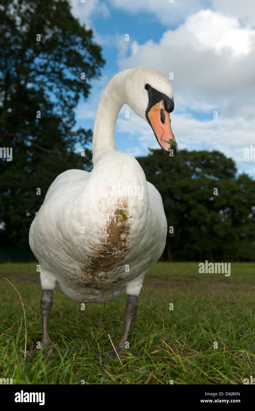 Long necked swan hi-res stock photography and images - Alamy
