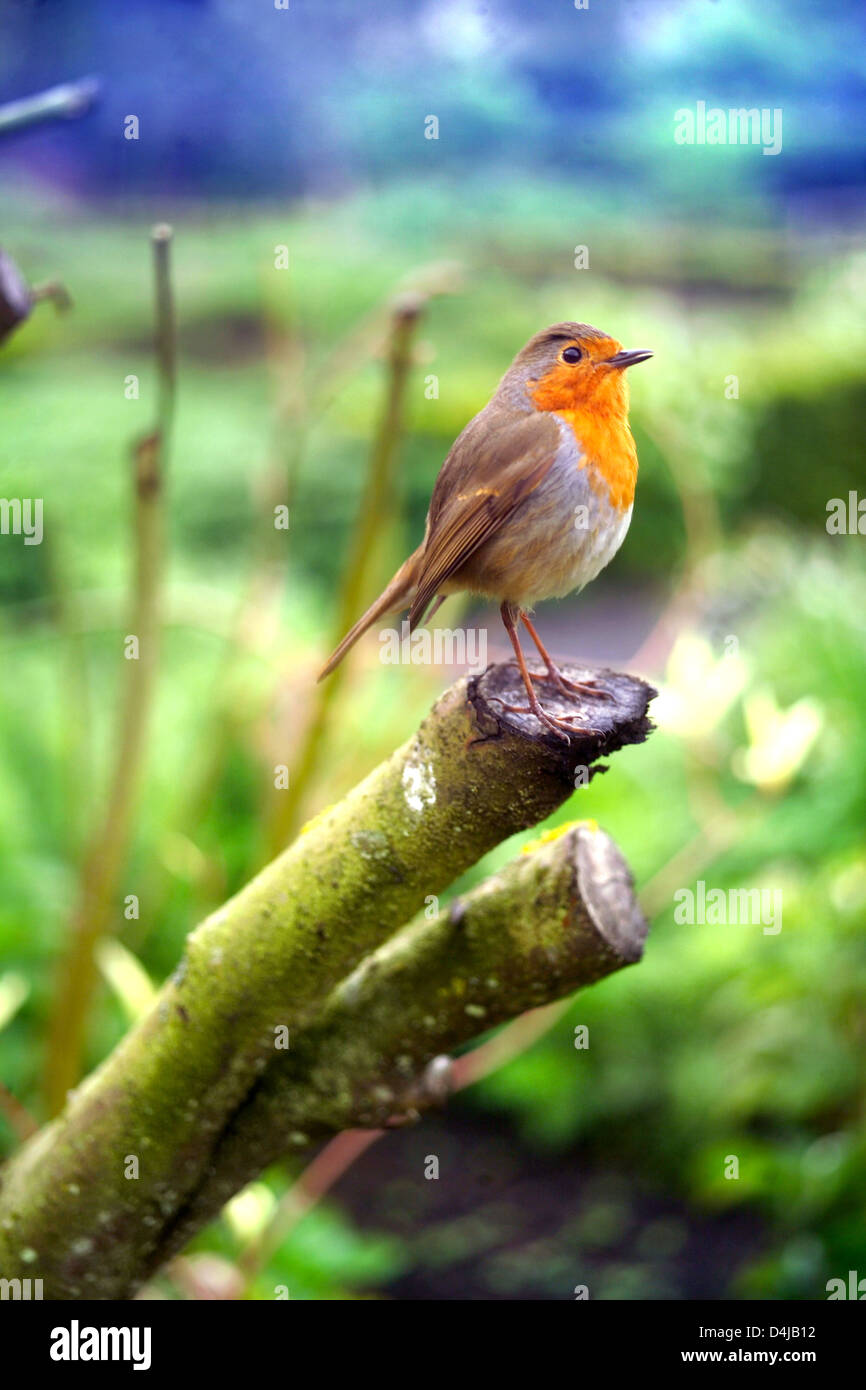 Red robin flying hi-res stock photography and images - Alamy