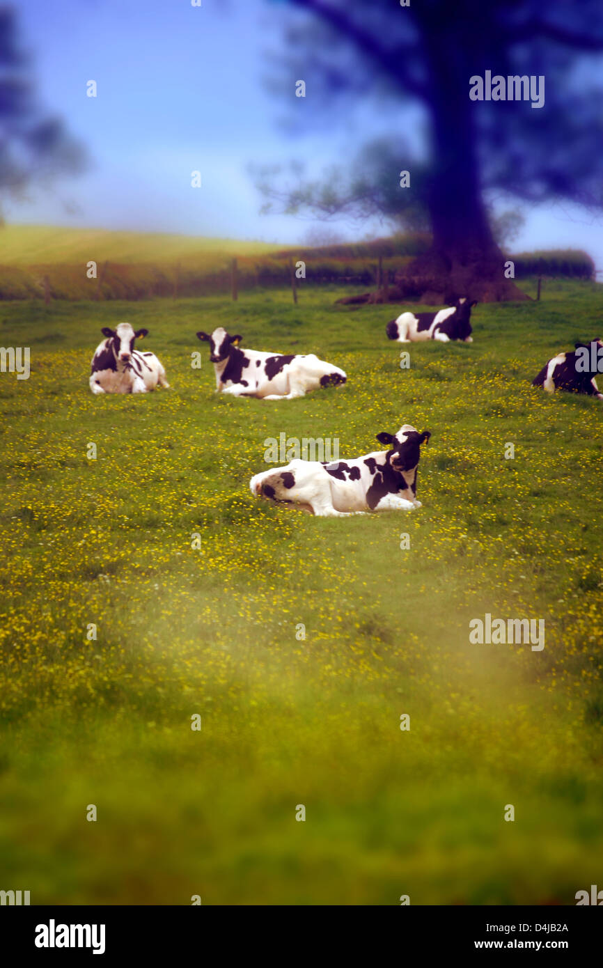 Sitting cows hi-res stock photography and images - Alamy