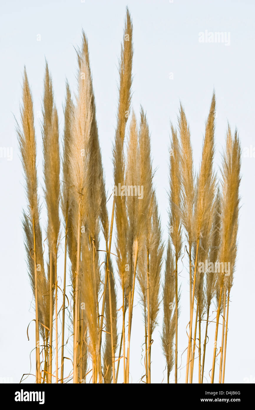 Leaves of grass of the Pampa on Sky Stock Photo - Alamy