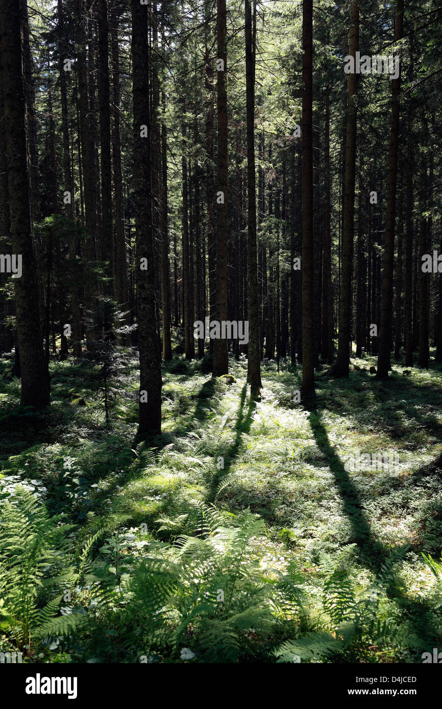 Filzmoos, Austria, forest backlit in Salzburg Stock Photo - Alamy