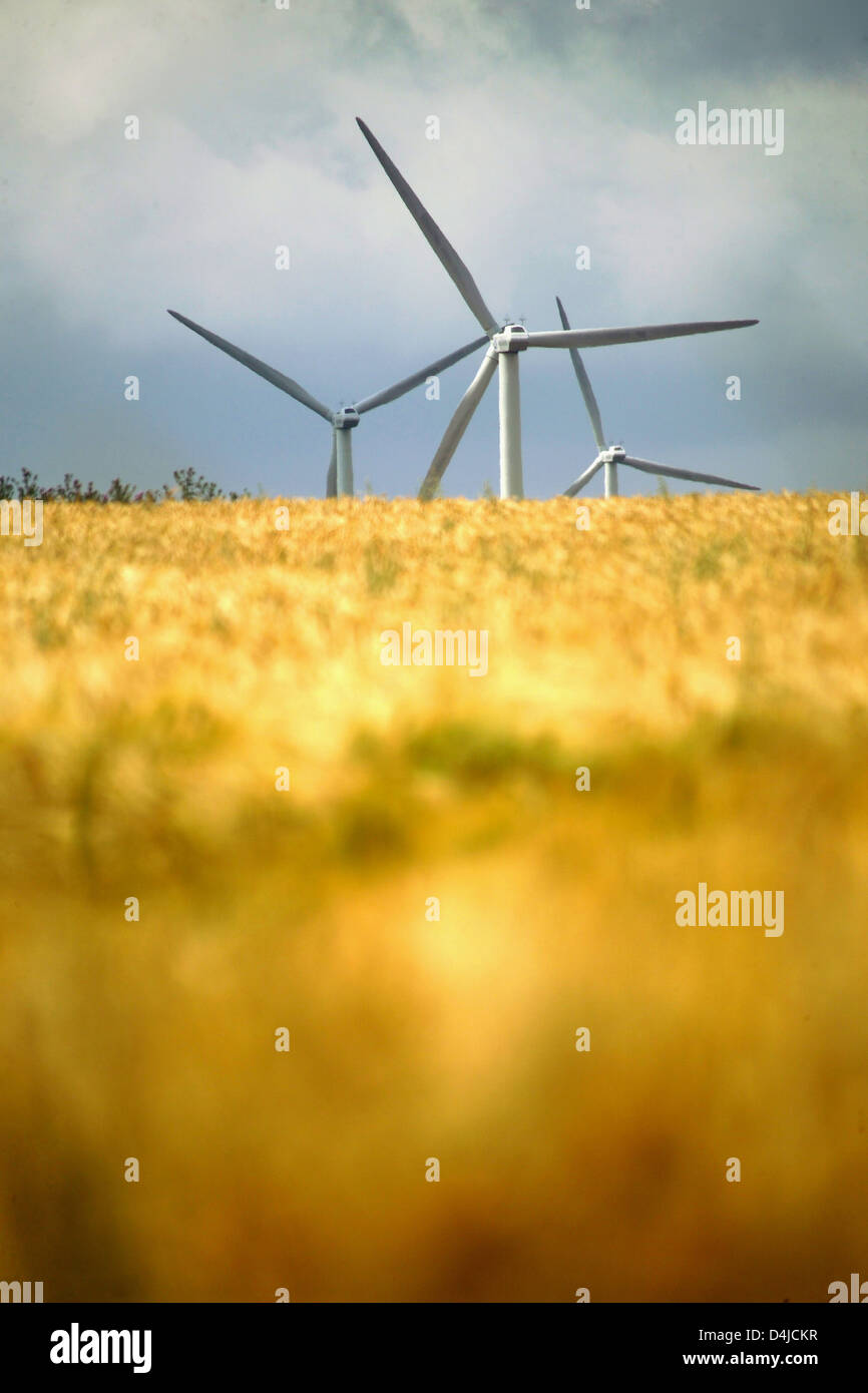 Wind turbines in field of corn Stock Photo - Alamy