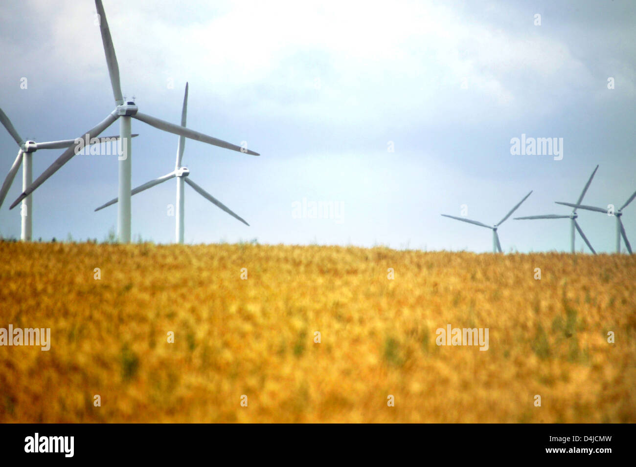 Wind turbines in field of corn Stock Photo - Alamy