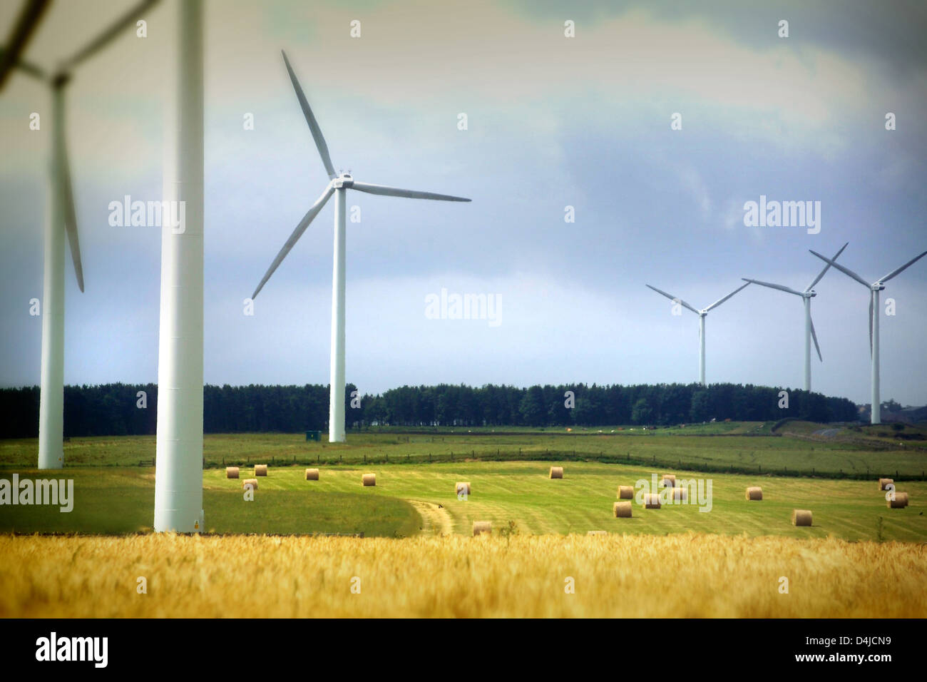 Wind turbines in field of corn Stock Photo - Alamy