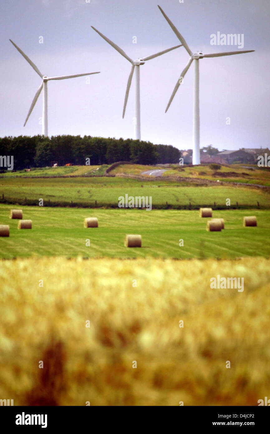 Wind turbines in field of corn Stock Photo - Alamy
