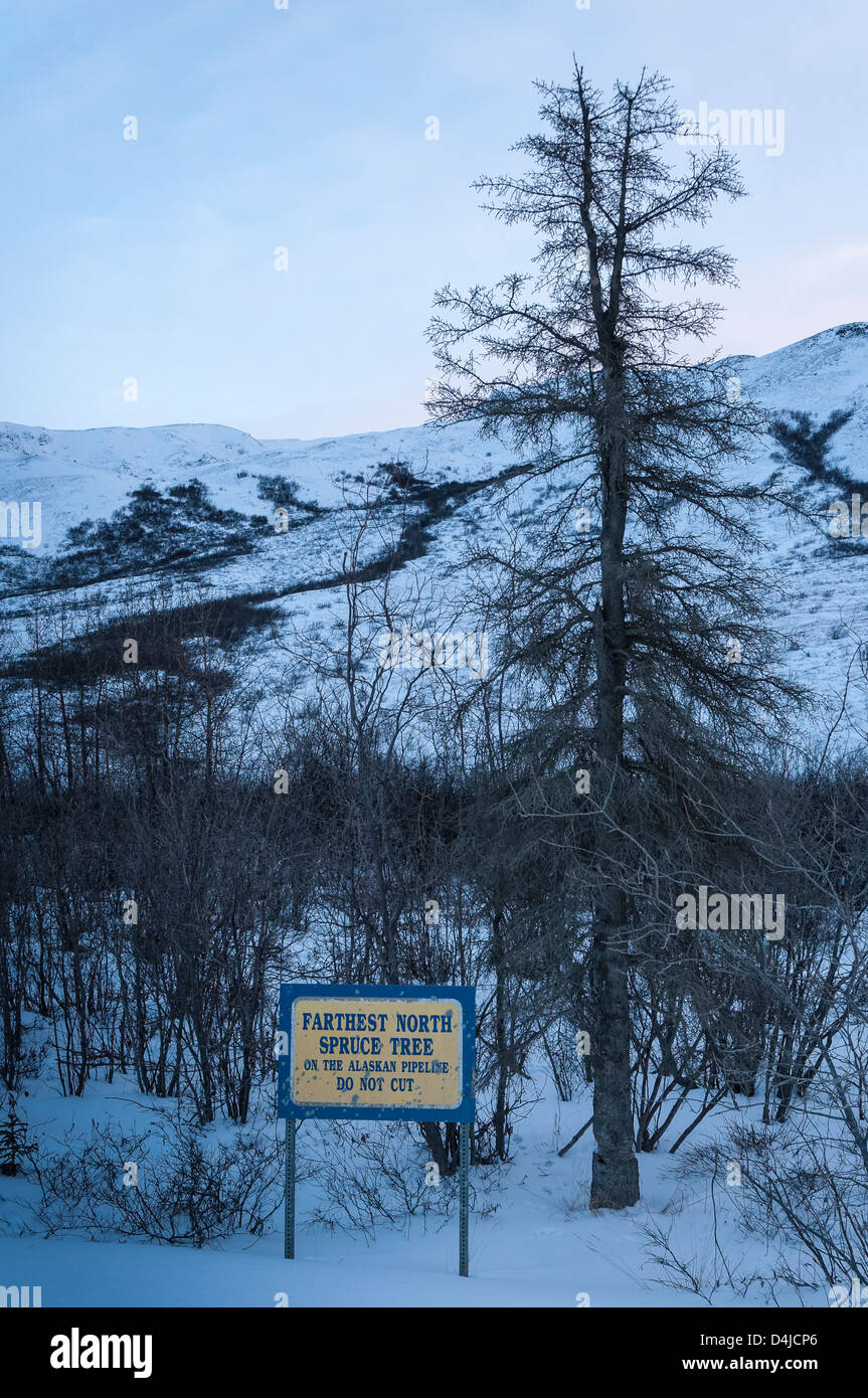 Farthest North Spruce Tree, Dalton Highway Haul Road north of Coldfoot ...