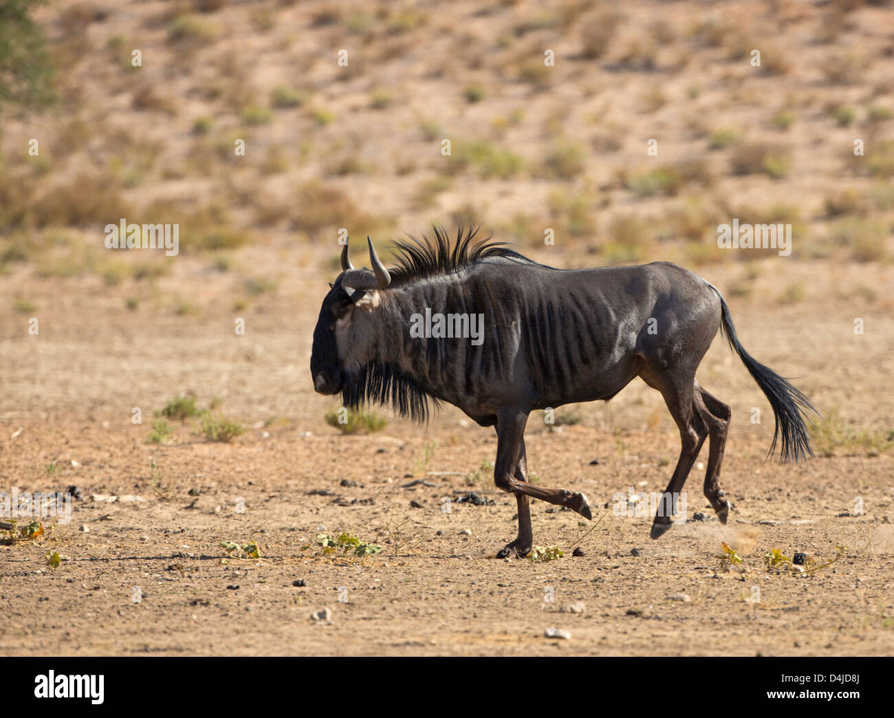 blue wildebeest running Stock Photo - Alamy