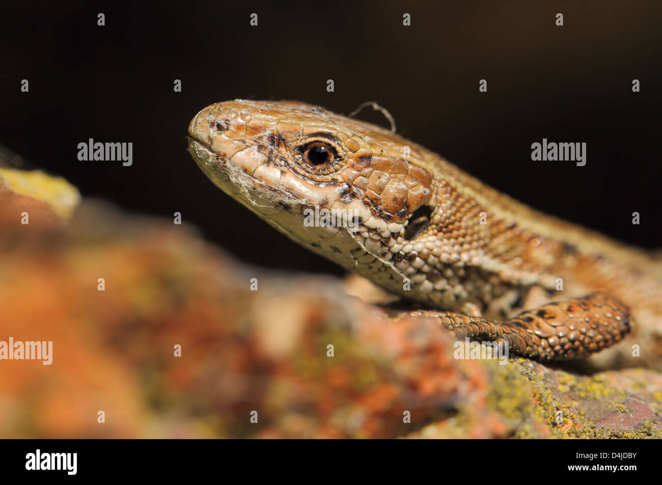 close up side view of a common lizard UK Stock Photo - Alamy