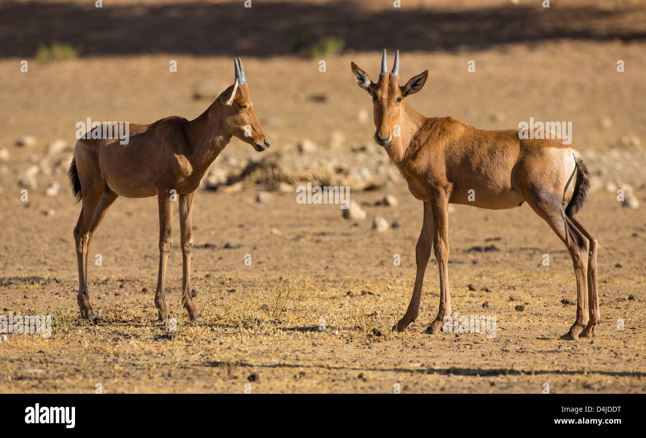Young duo hi-res stock photography and images - Alamy
