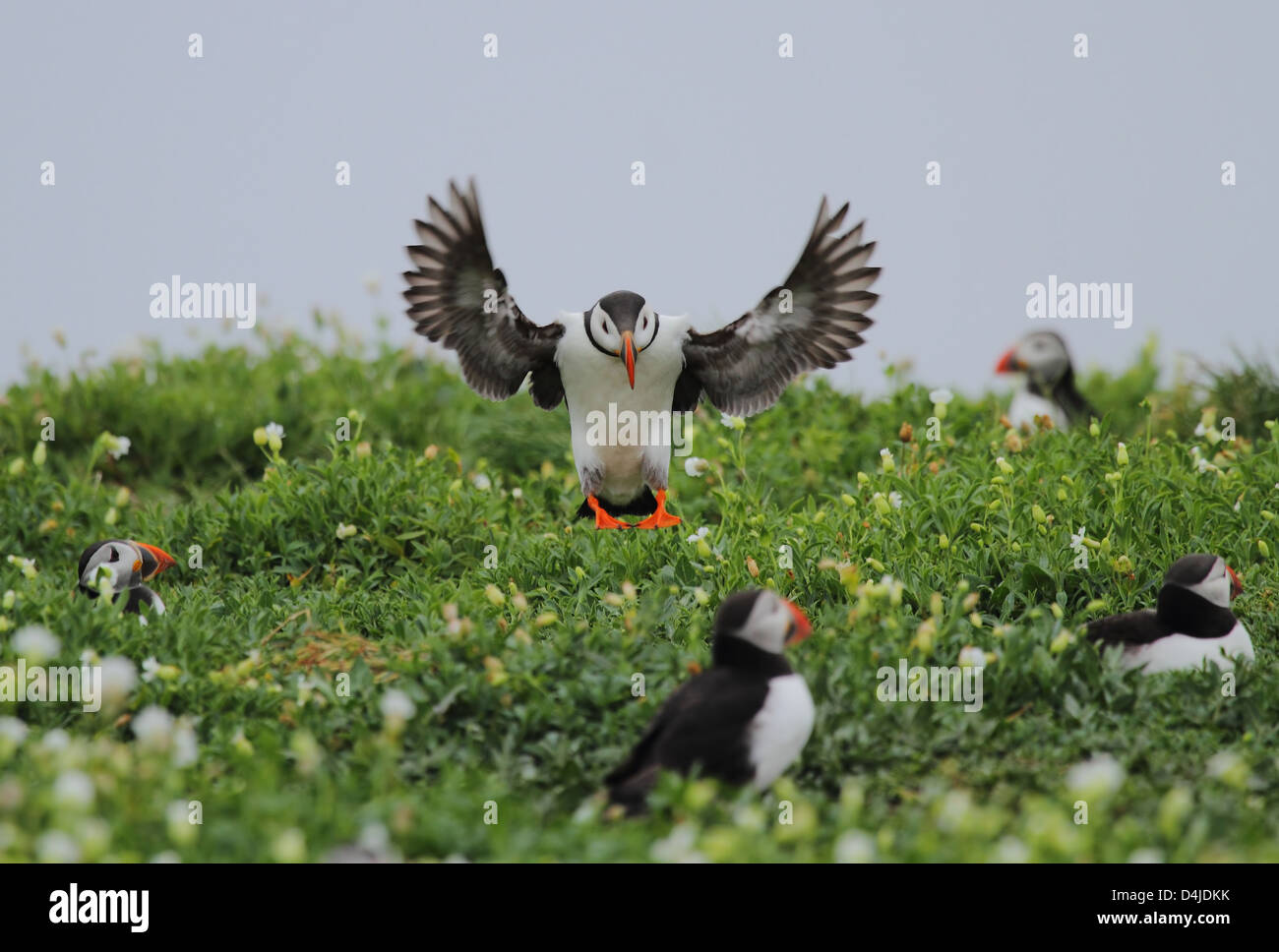 Bird Landing High Resolution Stock Photography and Images - Alamy