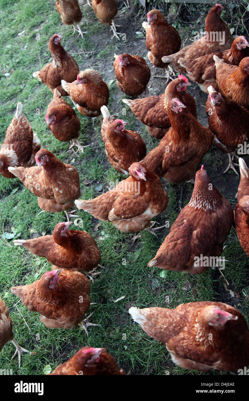 Chickens in a barnyard hi-res stock photography and images - Alamy