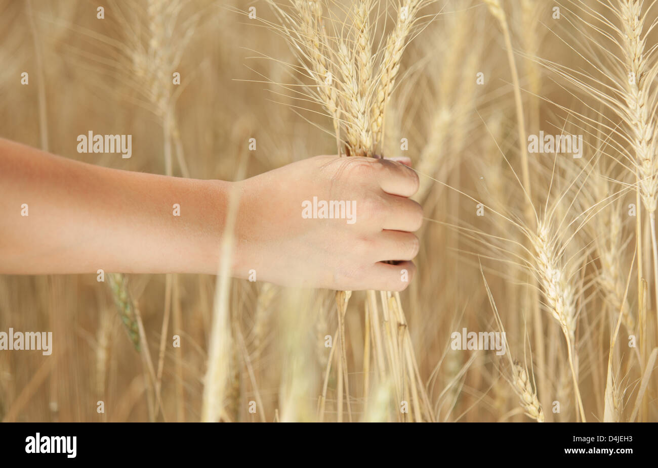 Man's hand holding a spike on the background field Stock Photo - Alamy