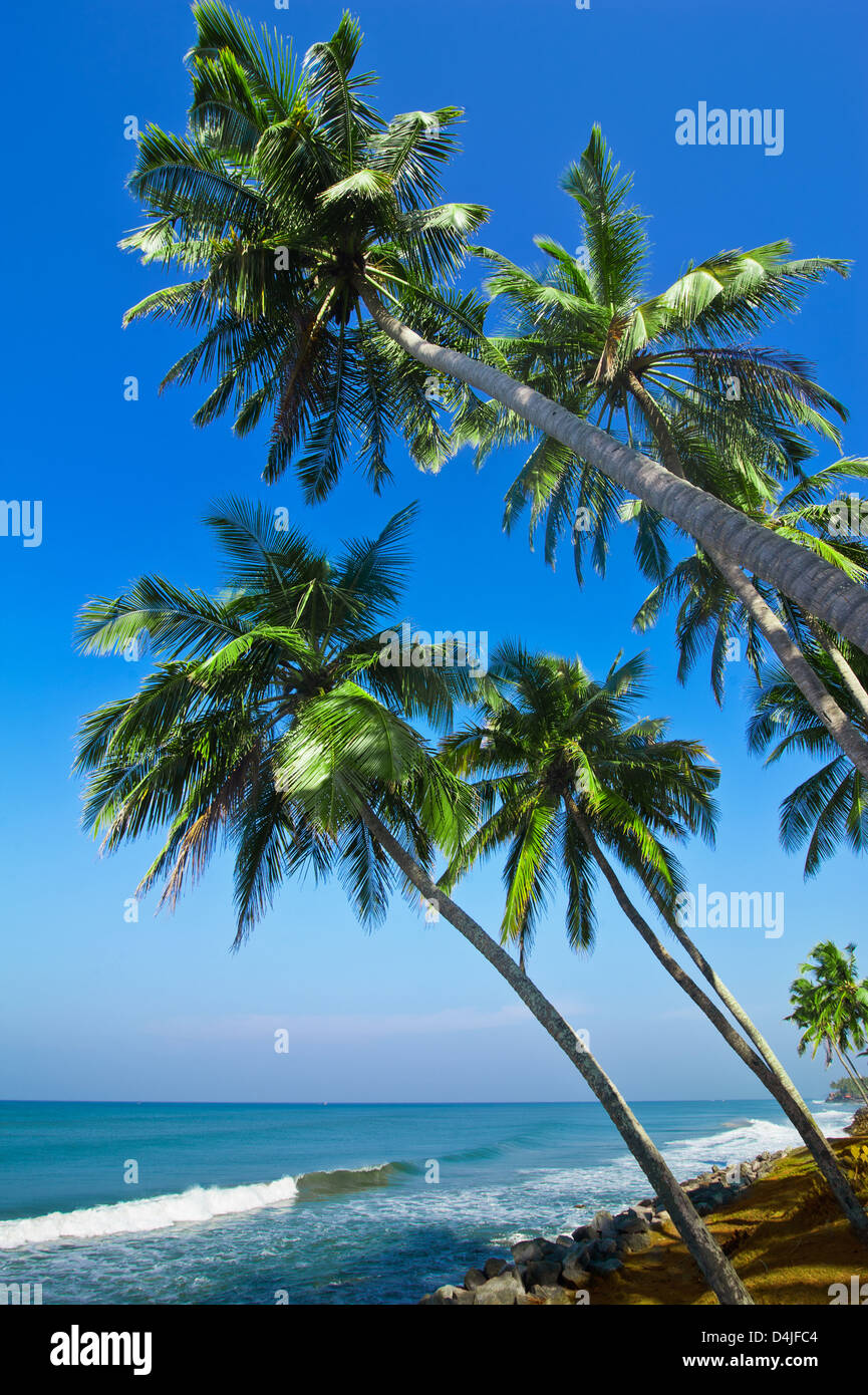 Beach blue sky sea palm trees sunny hi-res stock photography and images ...