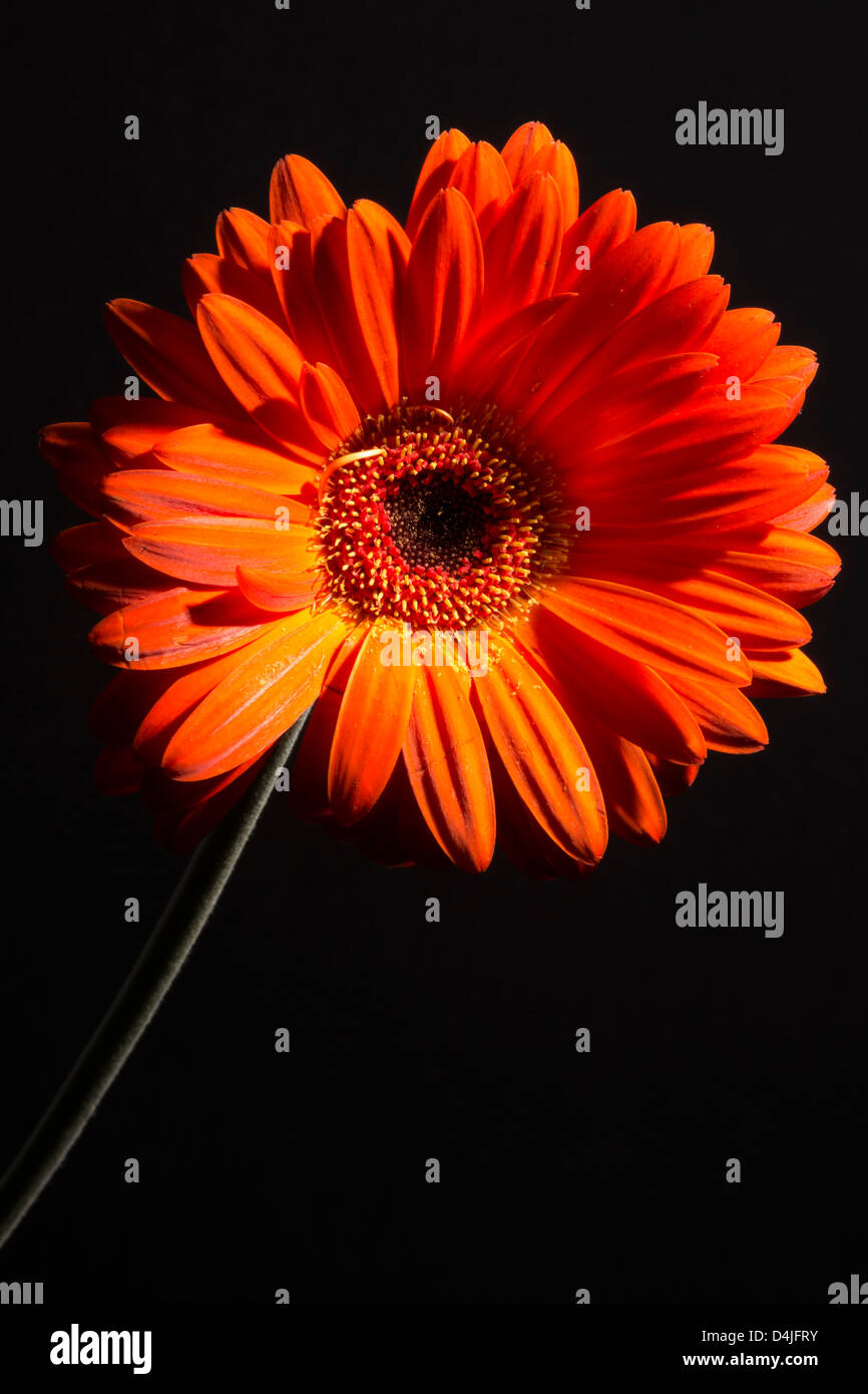 A Selection Of Different Coloured Gerbera Daisies.Very Popular at ...