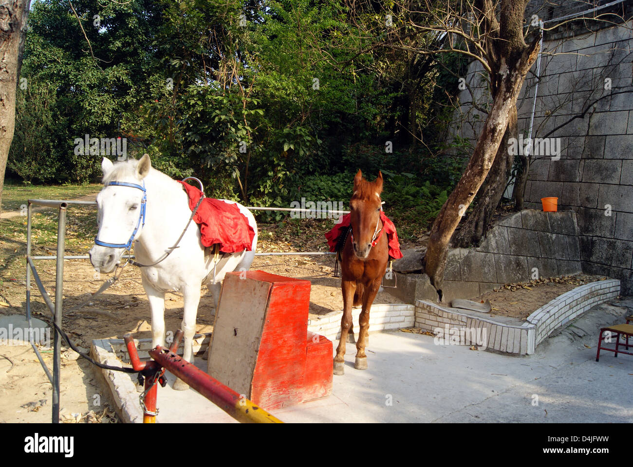 Horses in the park Stock Photo - Alamy