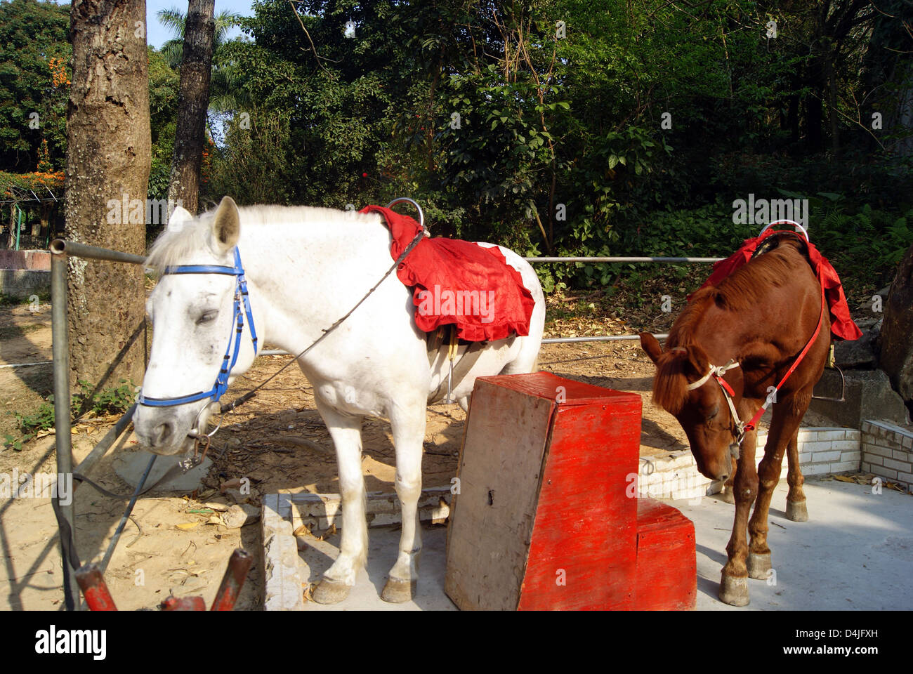 Horses in the park Stock Photo - Alamy