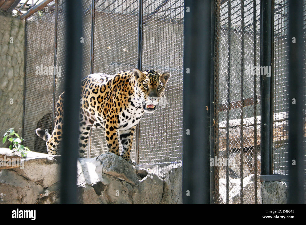 Endangered panther cage hi-res stock photography and images - Alamy
