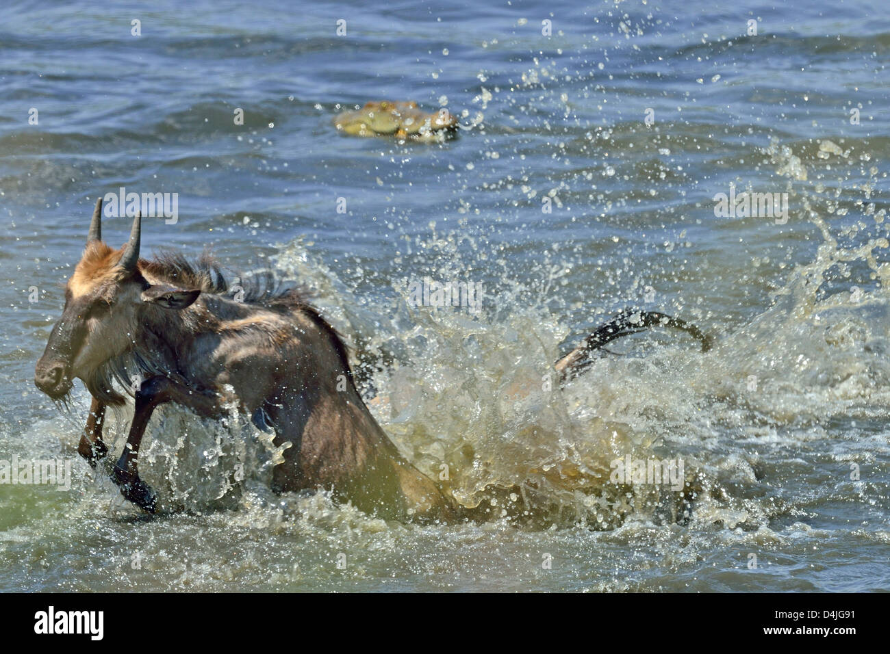 Herds of Wildebeest or Gnu running into a river in Masai Mara Serengeti ...