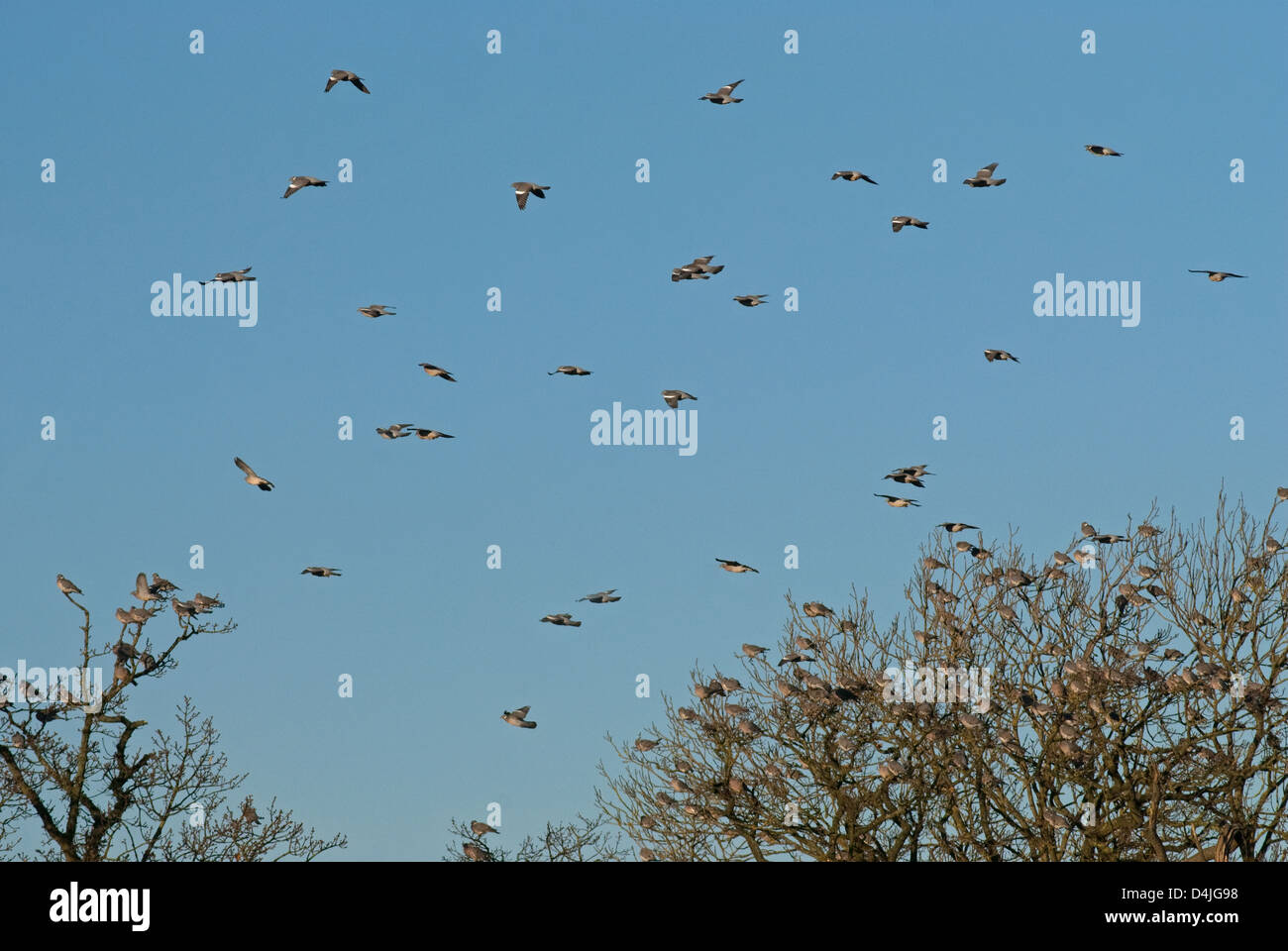 Woodpigeon flying tree hi-res stock photography and images - Alamy