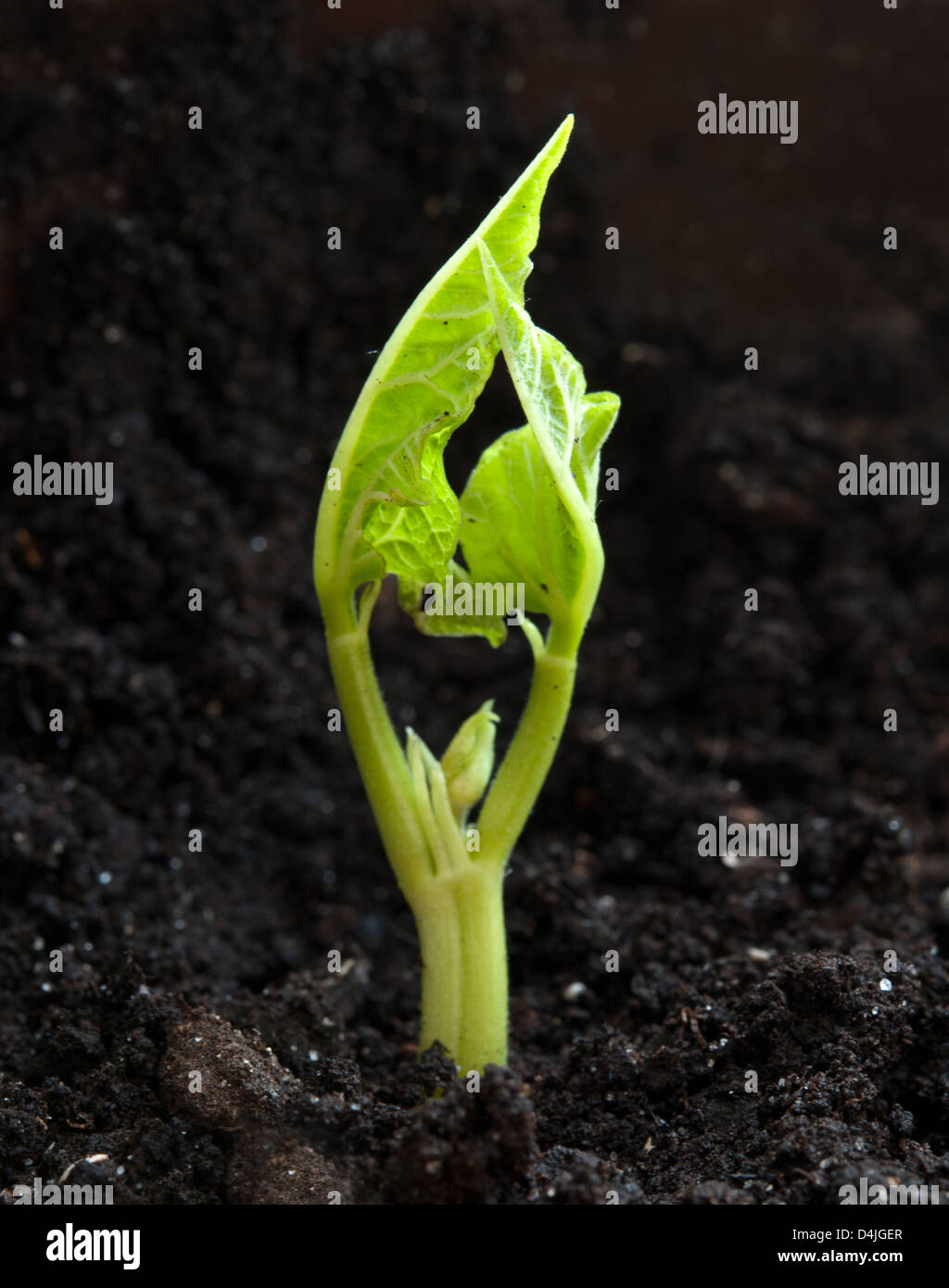young green plant growing from soil Stock Photo - Alamy