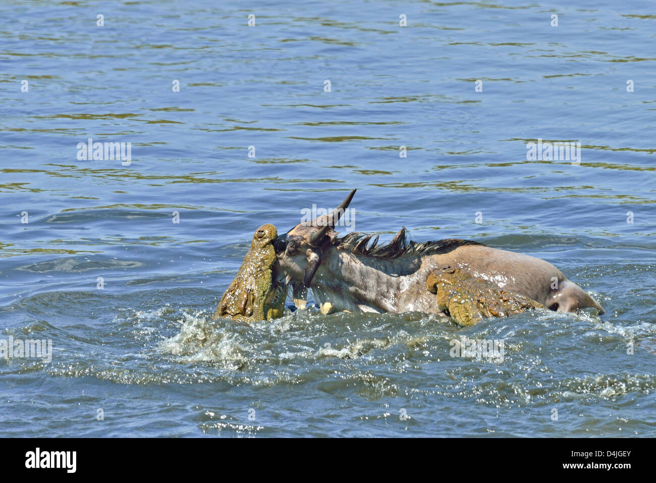 Wildebeest predators hi-res stock photography and images - Alamy