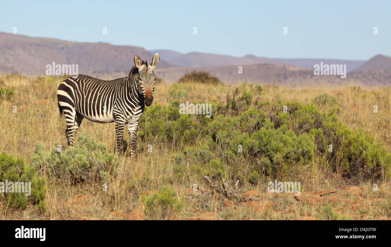 A Mountain Zebra (Equus zebra) in the Mountain Zebra National Park ...