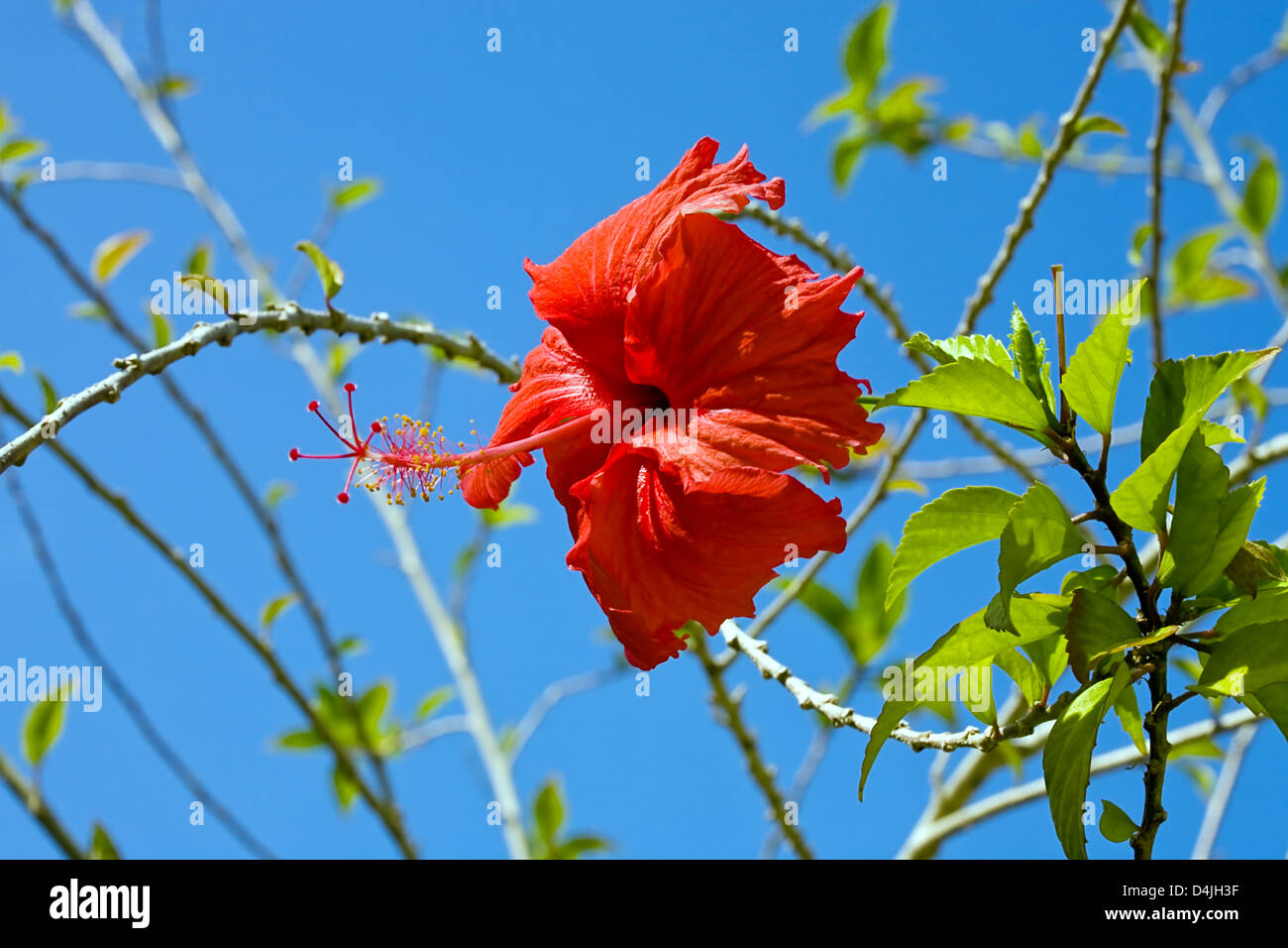 Red tropical flower Stock Photo - Alamy
