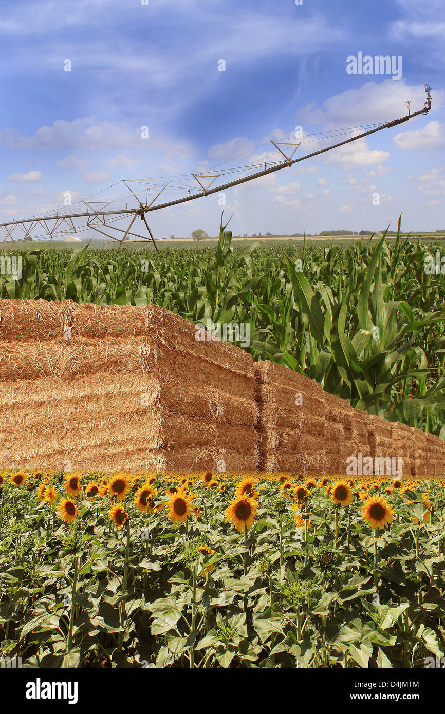 layout for organic farming with an irrigation system, bundles of straw ...