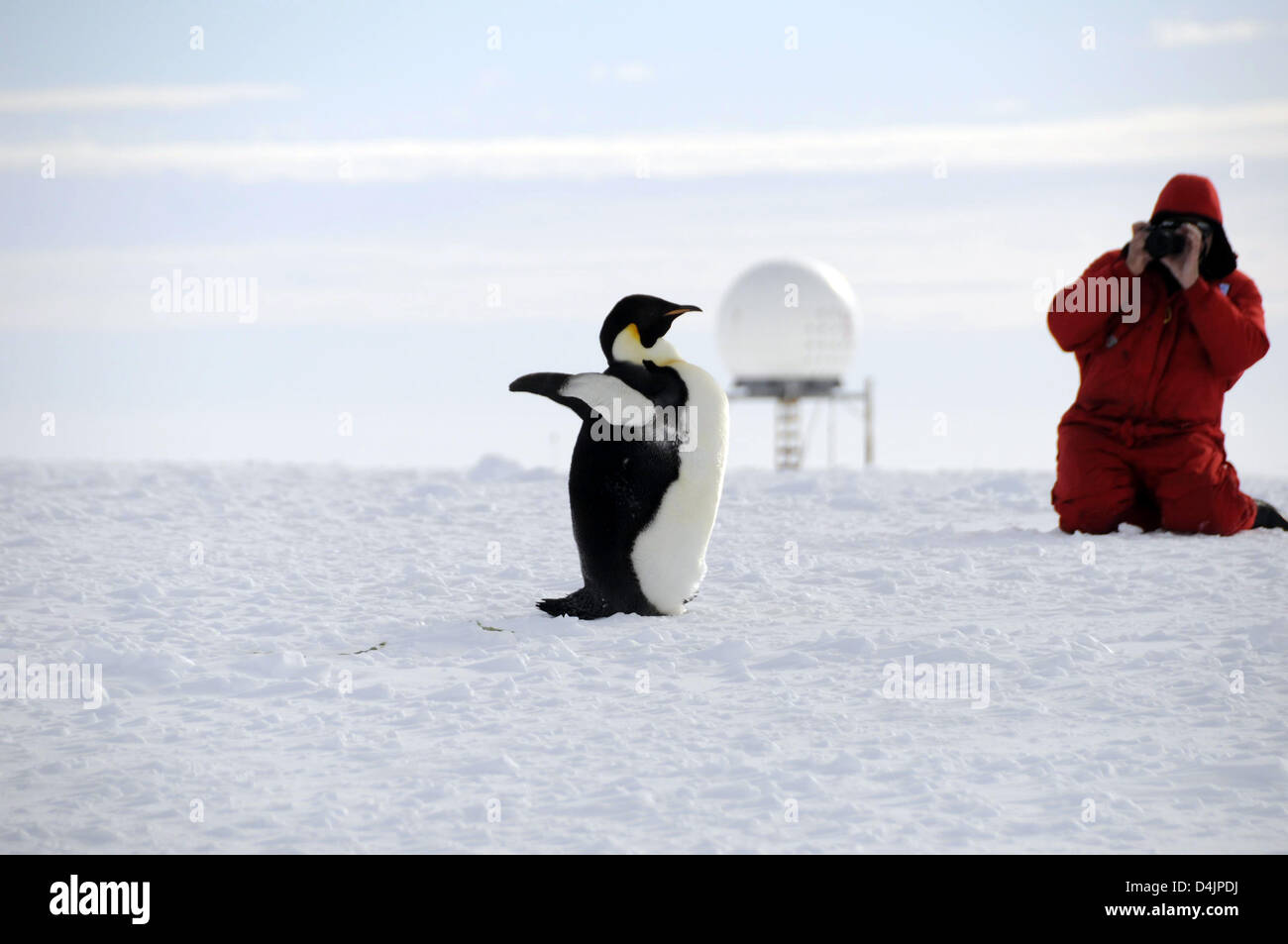 A penguin visits the new German research station Neumayer III ...