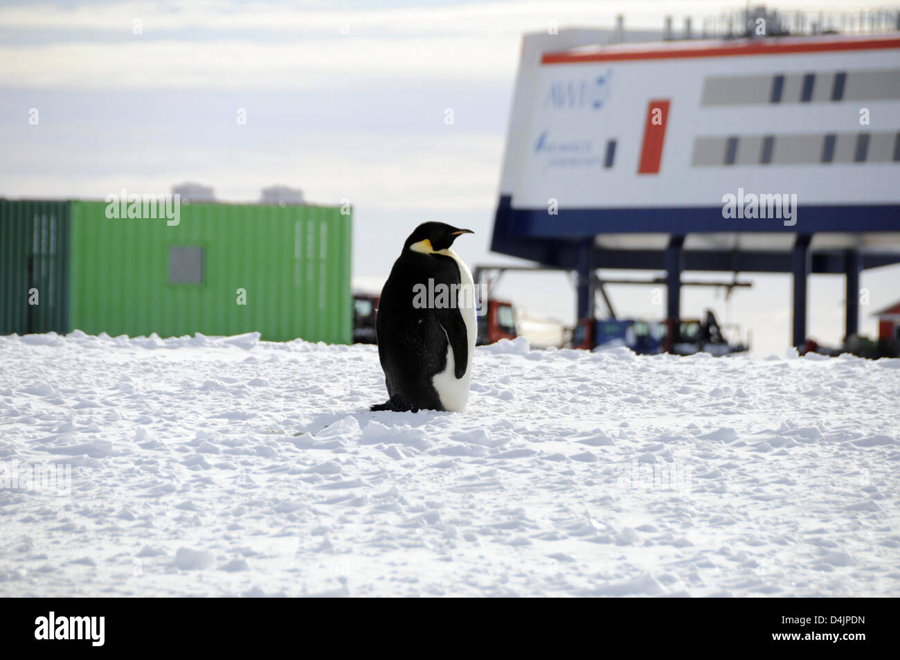 A penguin visits the new German research station Neumayer III ...