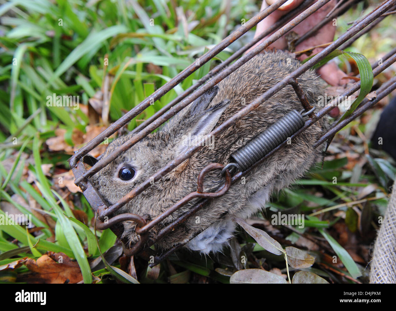 Ferret ?Hanni? caught a rabbit near the European Central Bank (ECB) in ...