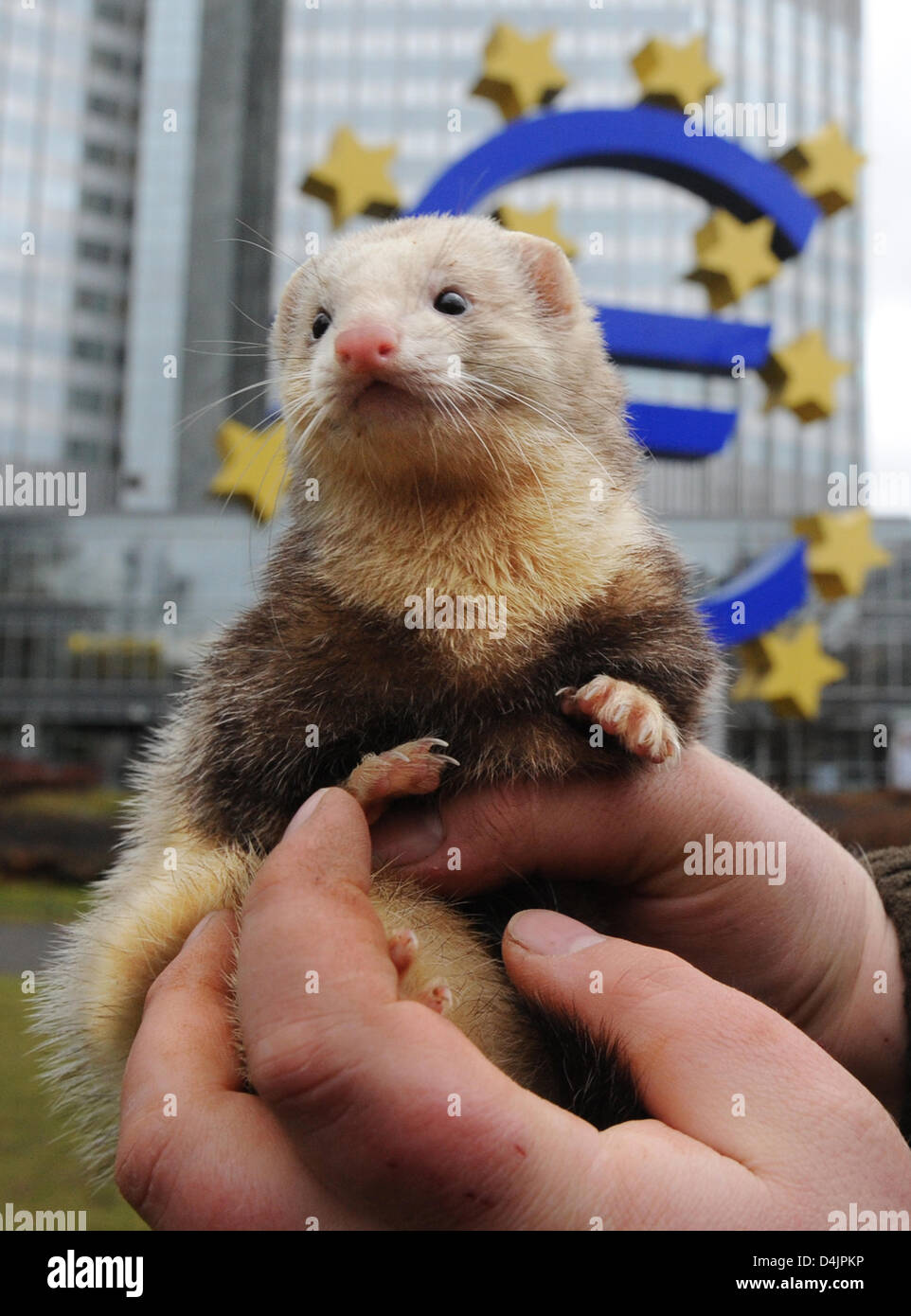 Ferret ?Hanni? waits to hunt rabbits near the European Central Bank ...