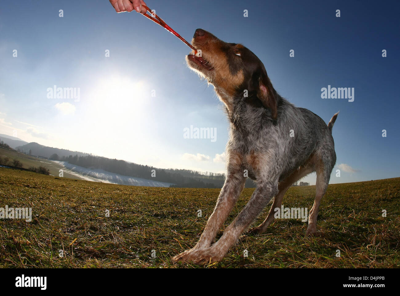 German wire hair cross hi-res stock photography and images - Alamy