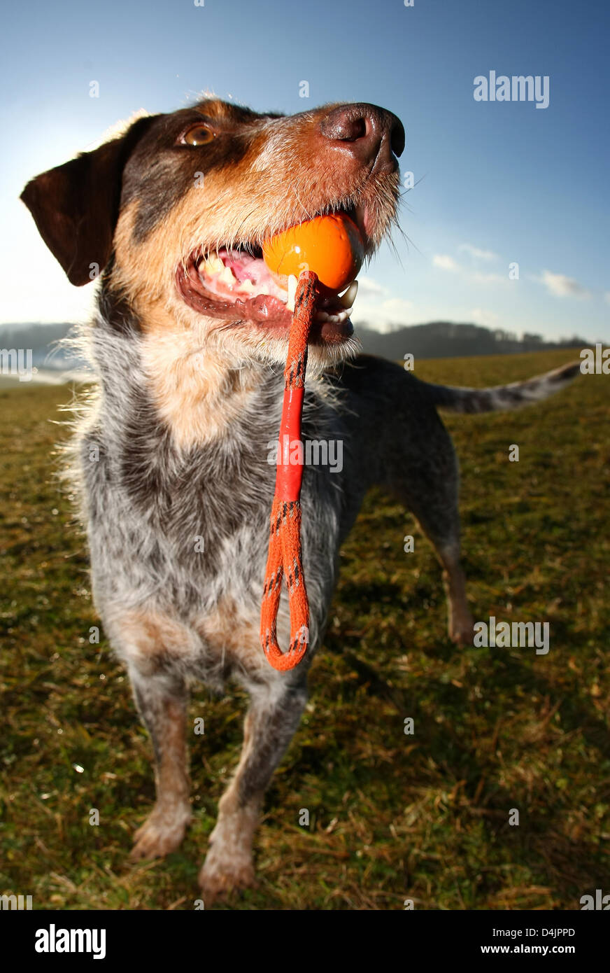 German wire hair cross hi-res stock photography and images - Alamy