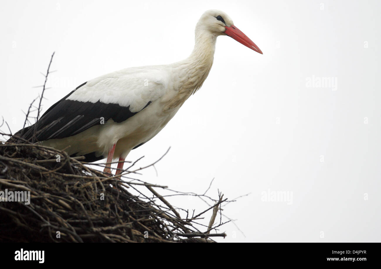 Stork ?Jonas? sits on an eyrie at the stork farm in Loburg, Germany, 25 ...