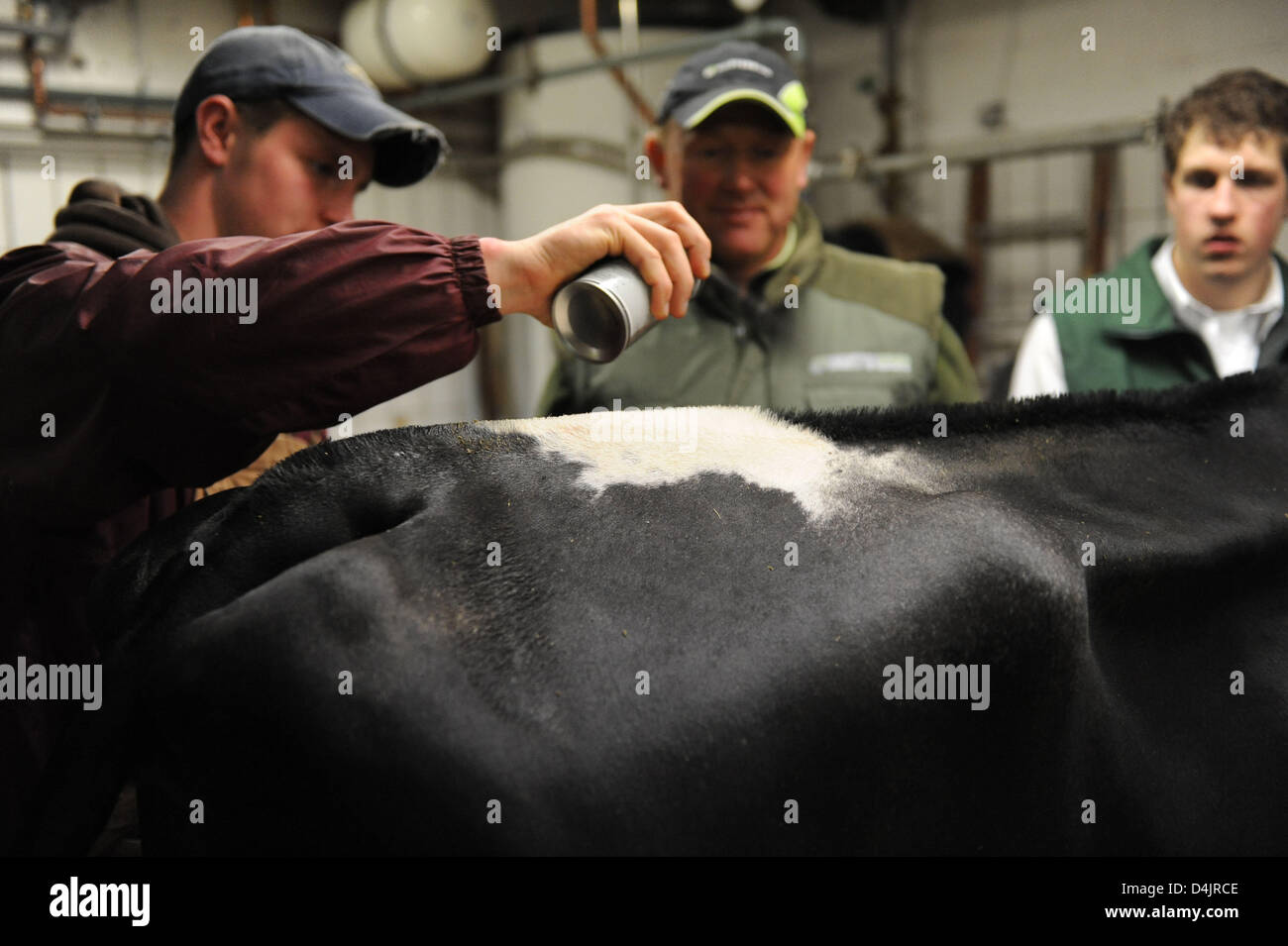 Cows are prepared for the beauty pageant ?Miss Schau der Besten? for ...