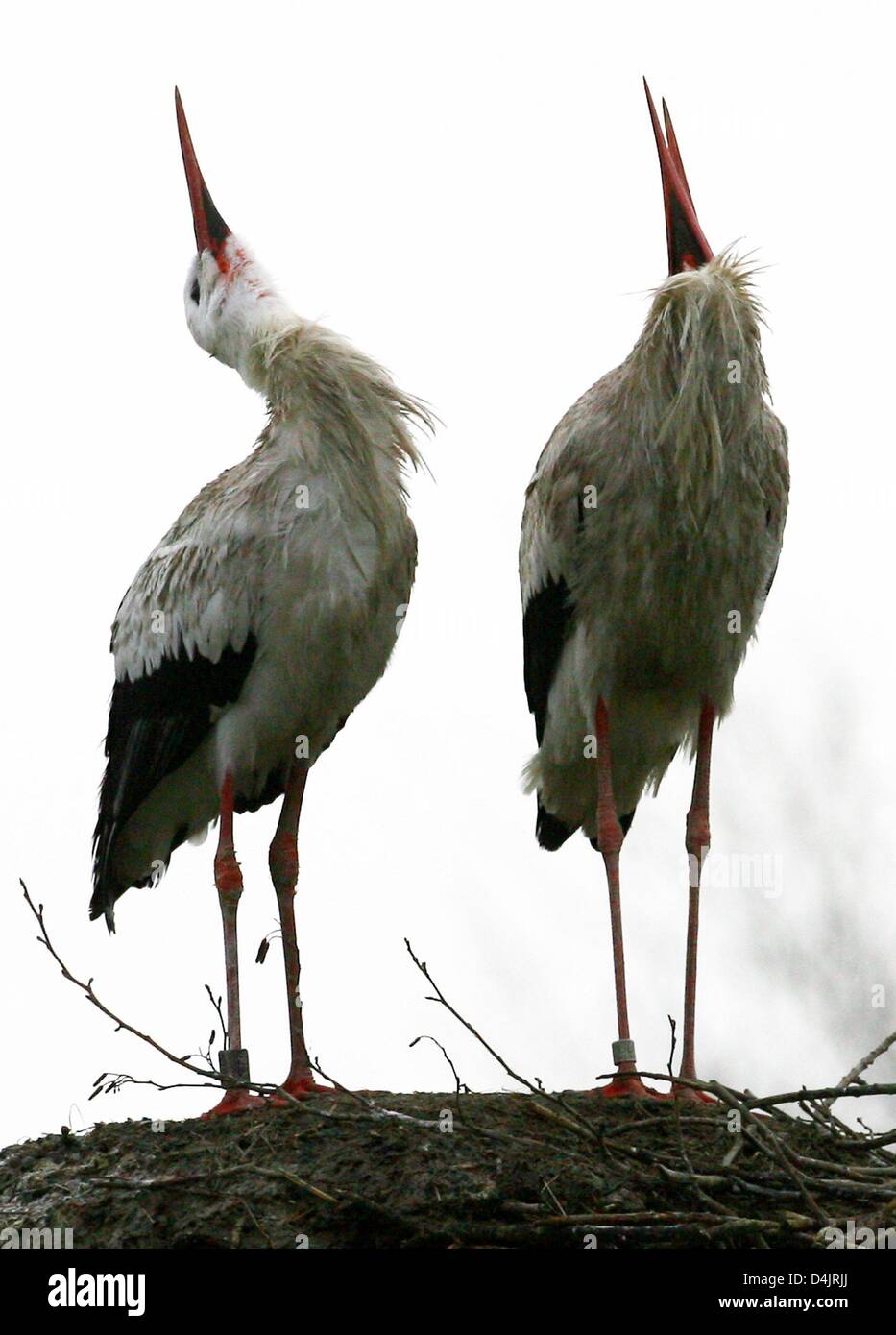 A stork couple stands on its nest at ?Westkuestenpark? in St. Peter ...