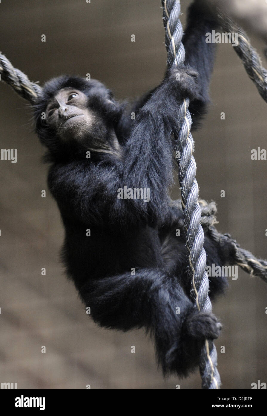 A Siamang baby hanging around the zoo of Berlin, Germany, 27 February ...