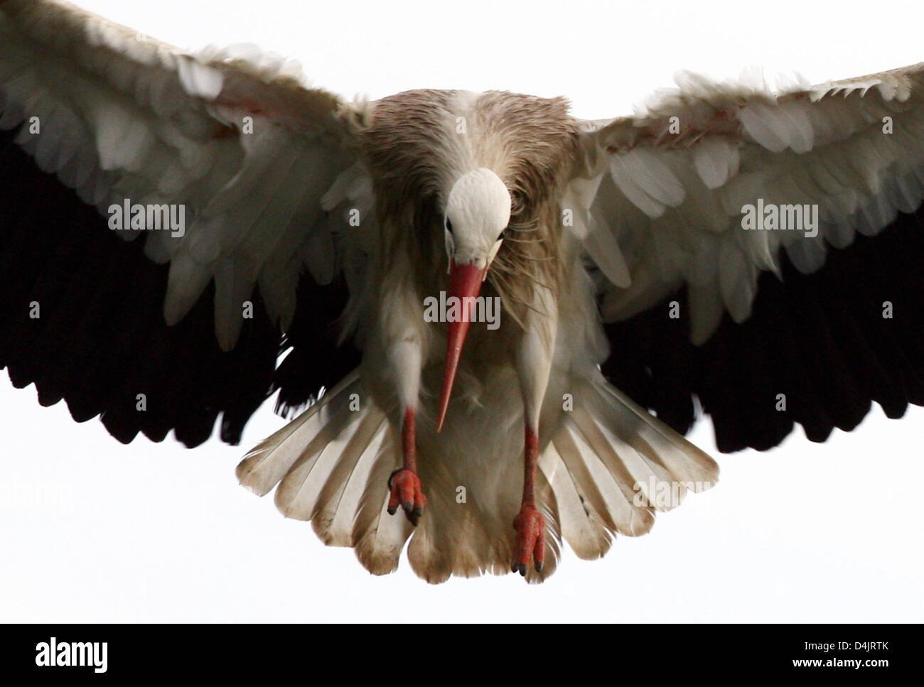 A stork lands at ?Westkuestenpark? in St. Peter-Ording, Germany, 27 ...
