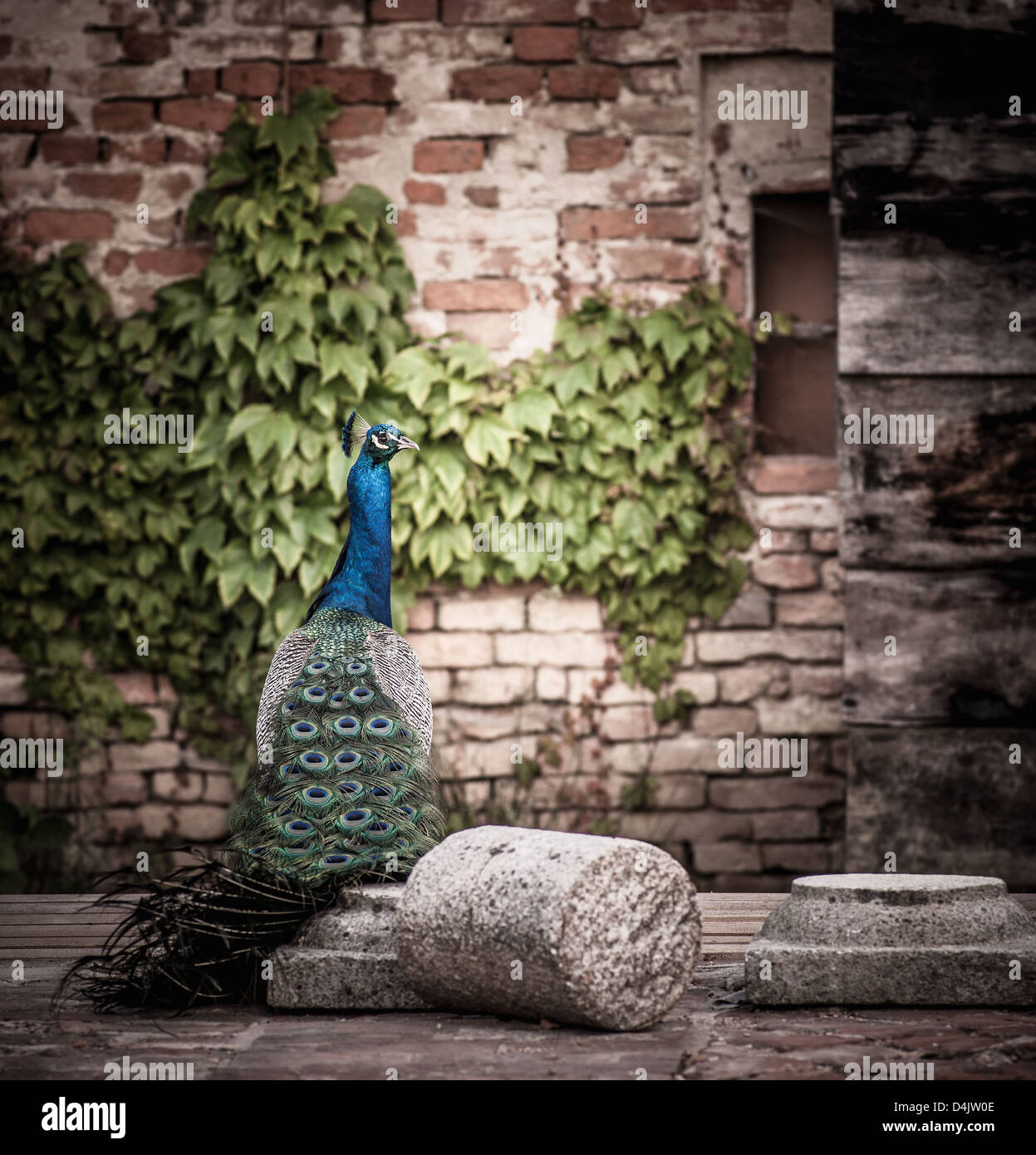 Peacock sitting on concrete platform Stock Photo - Alamy