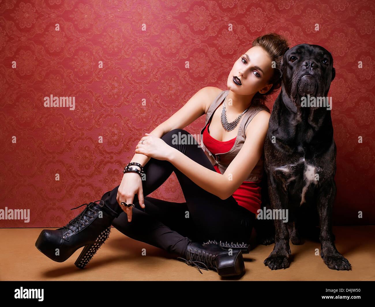 Cane corso female young dog hi-res stock photography and images - Alamy