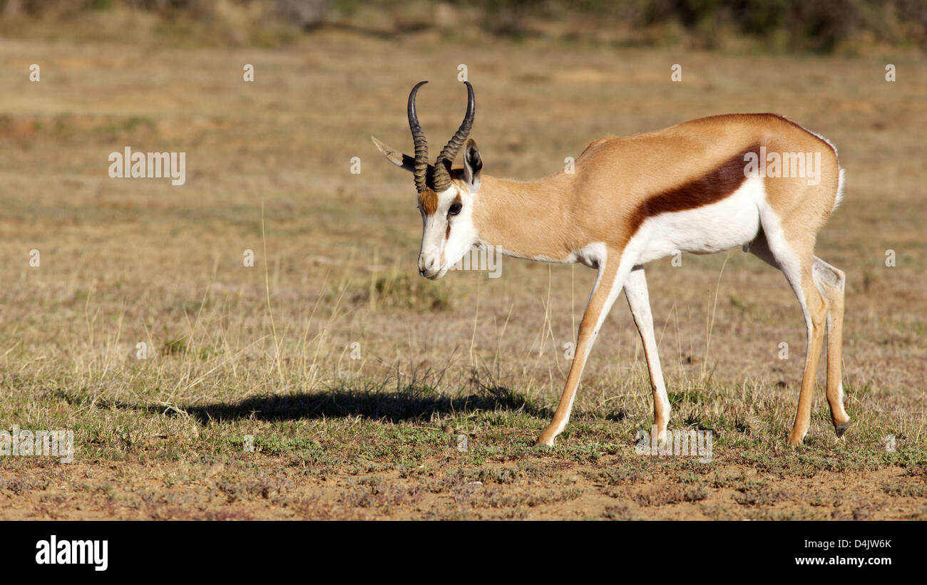 An springbok ram (Antidorcas marsupialis) in the Mountain Zebra ...