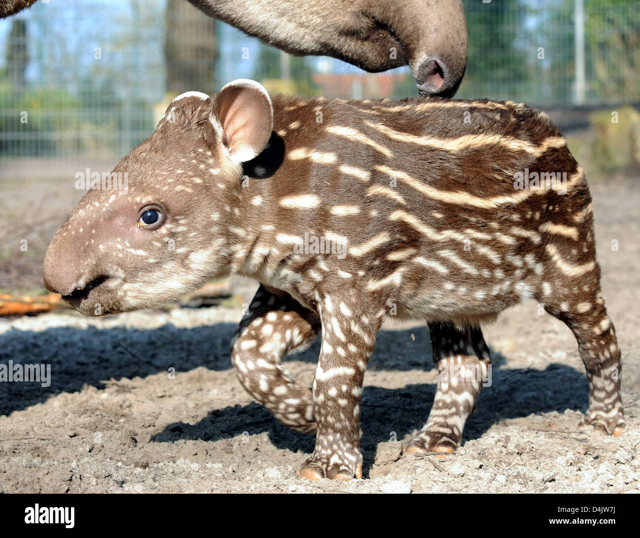 The young female tapir ?Amira? takes her first walk at the animal park ...